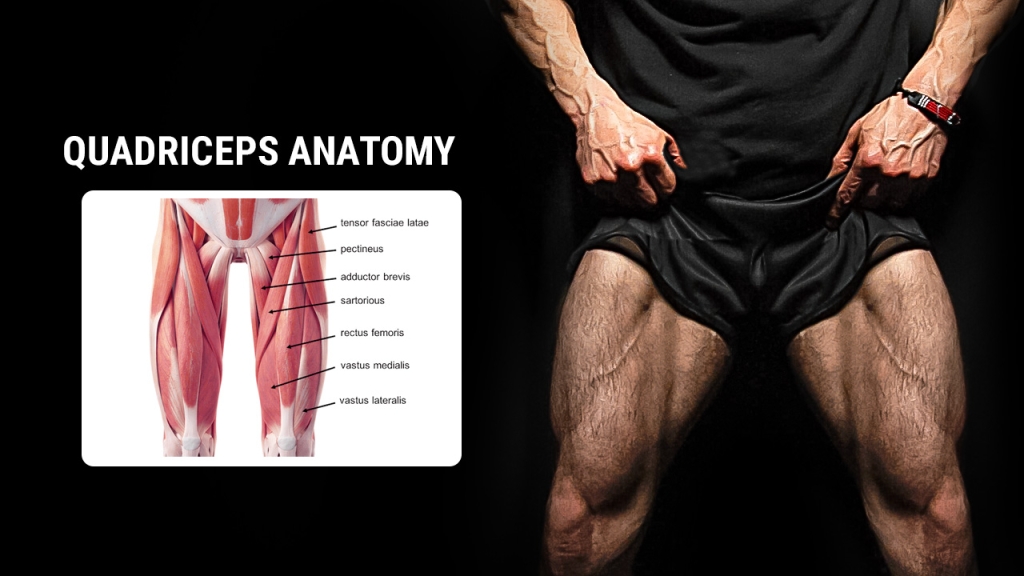 Quad Workouts | Exercises for Muscle & Strength | ATHLEAN-X